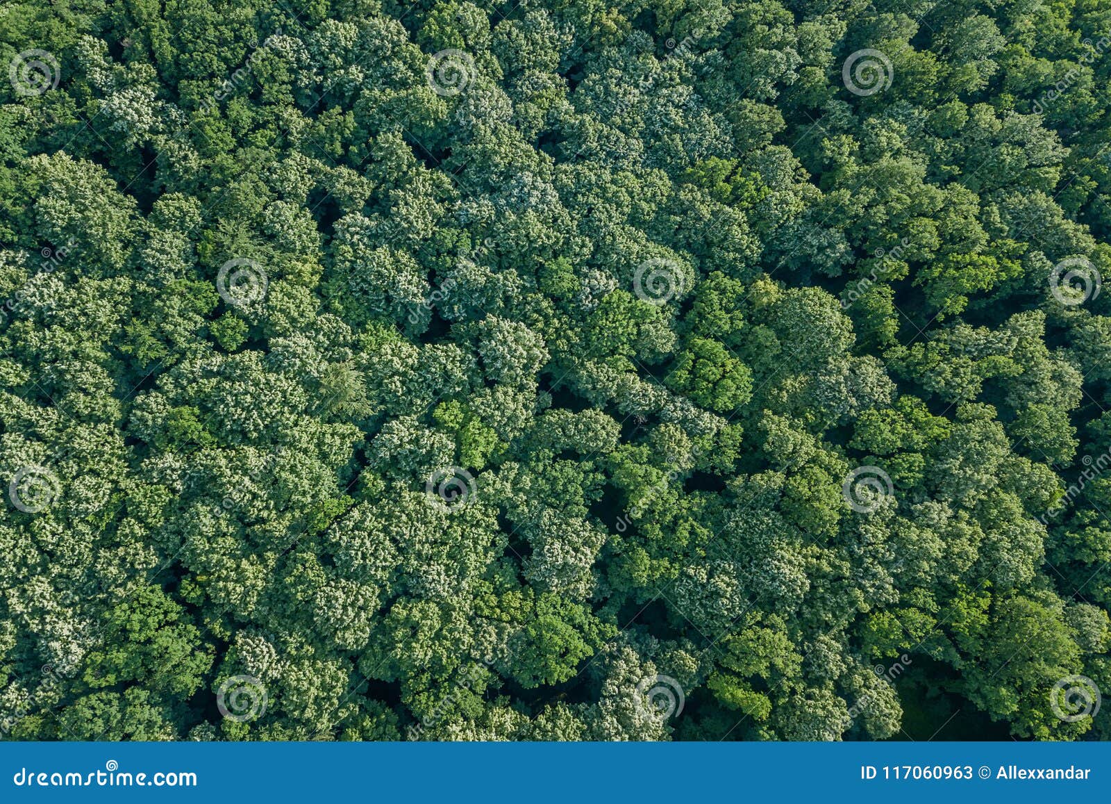 Aerial Top View Forest, Forest View from Above. Stock Image - Image of ...