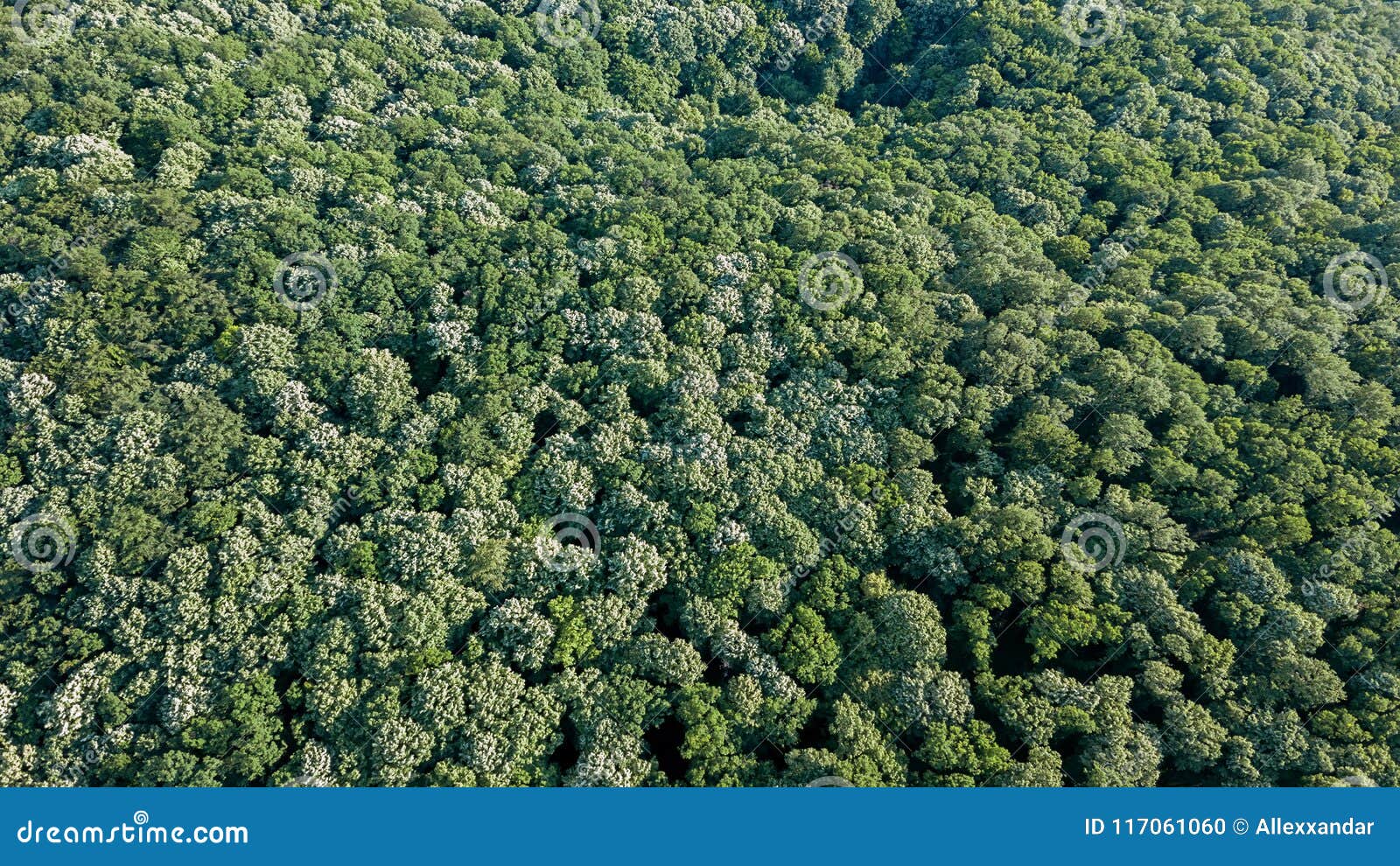 Aerial Top View Forest, Forest View from Above. Stock Photo - Image of ...