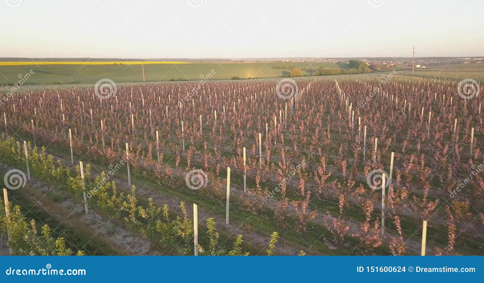 Aerial Top View Forest, Apples Orchard Texture of Forest View from ...