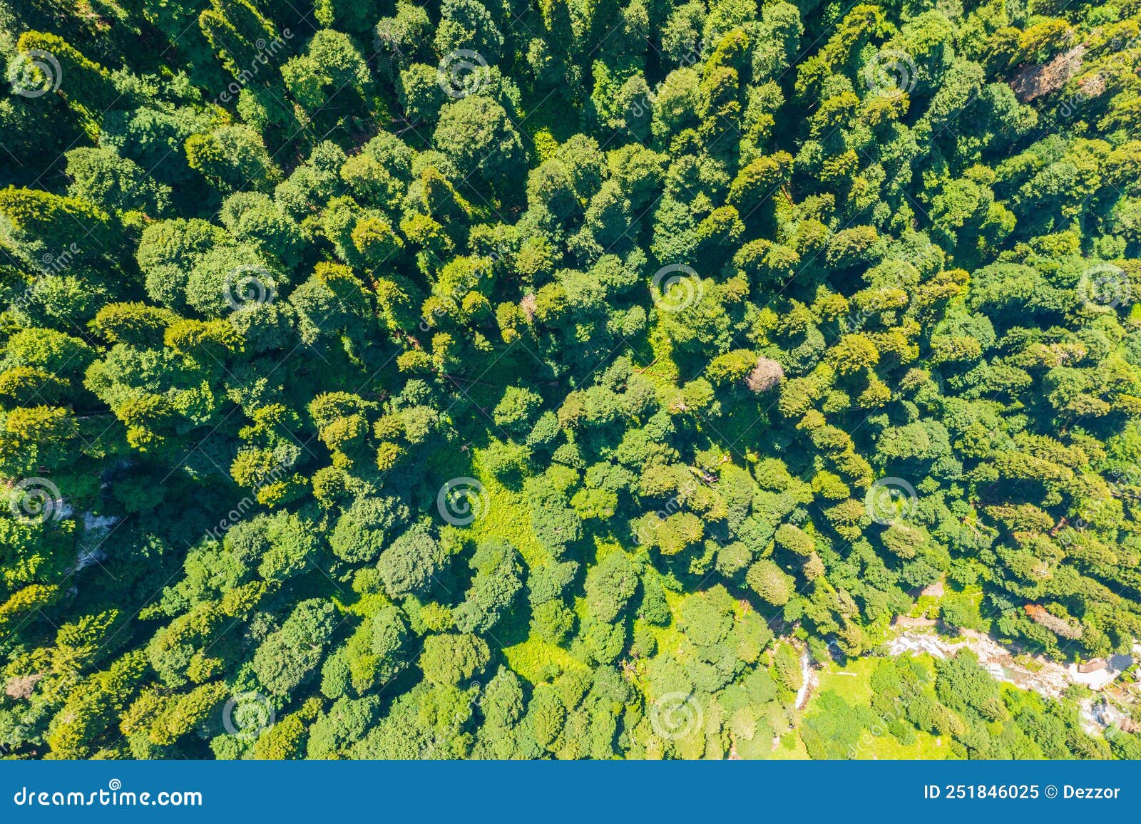 Aerial Top View Forest Coniferous Tree. Gorge with a River in a ...