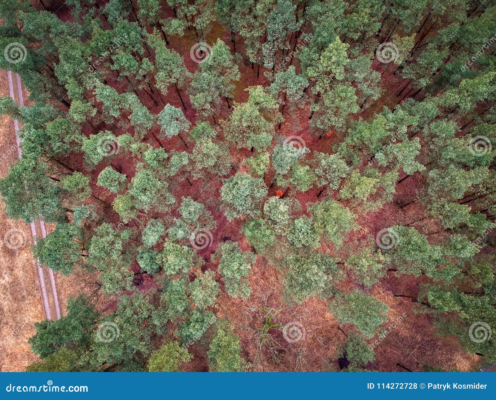 Aerial Top View of the Forest in Spring Stock Photo - Image of high ...
