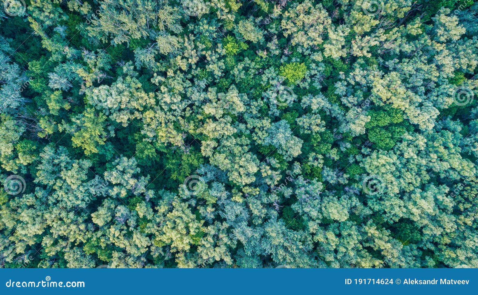 Aerial Top View Forest, Texture of Forest View from Above Stock Photo ...