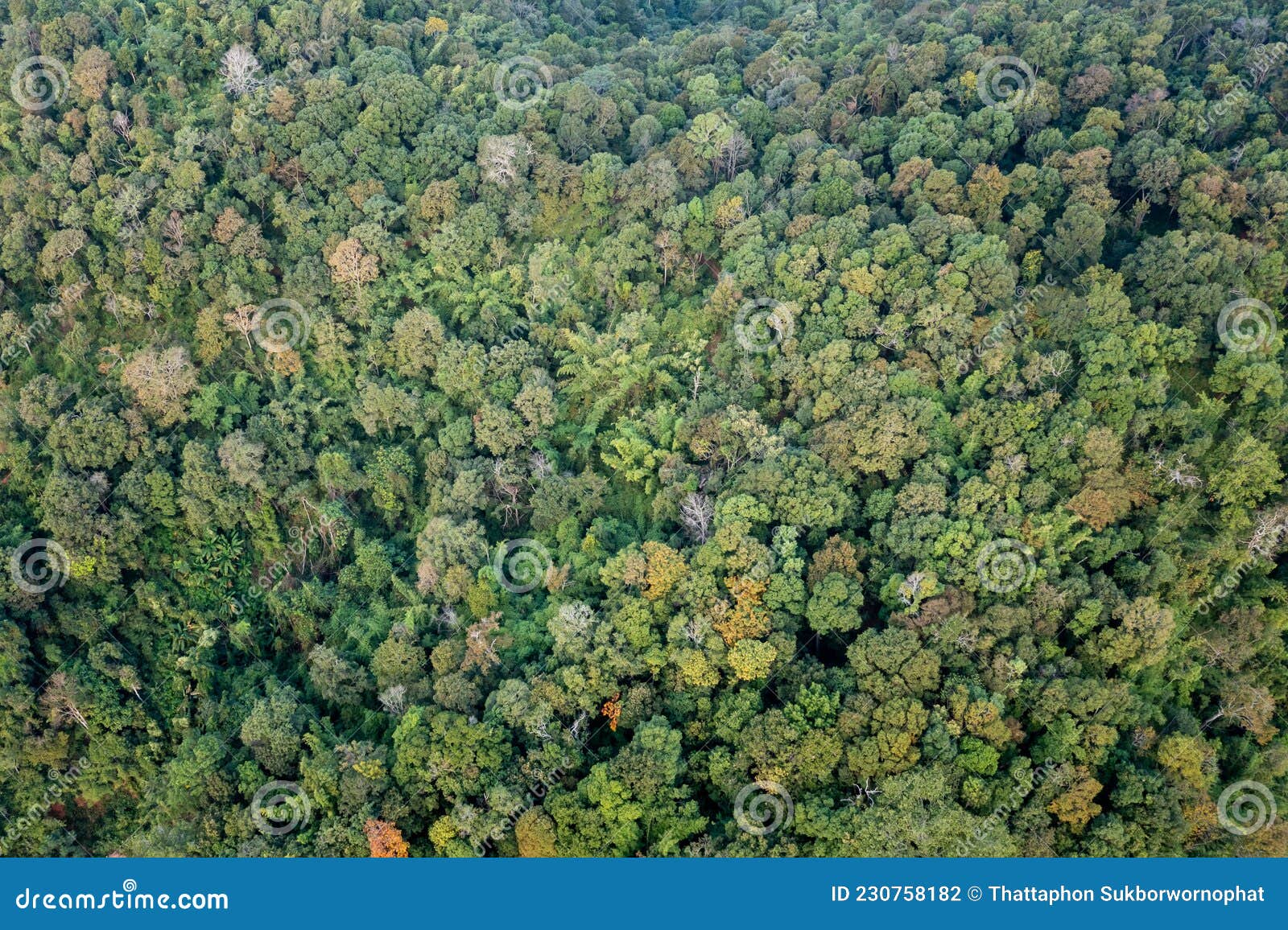 Aerial Top View Forest Tree and Texture of Green Tree Forest View ...