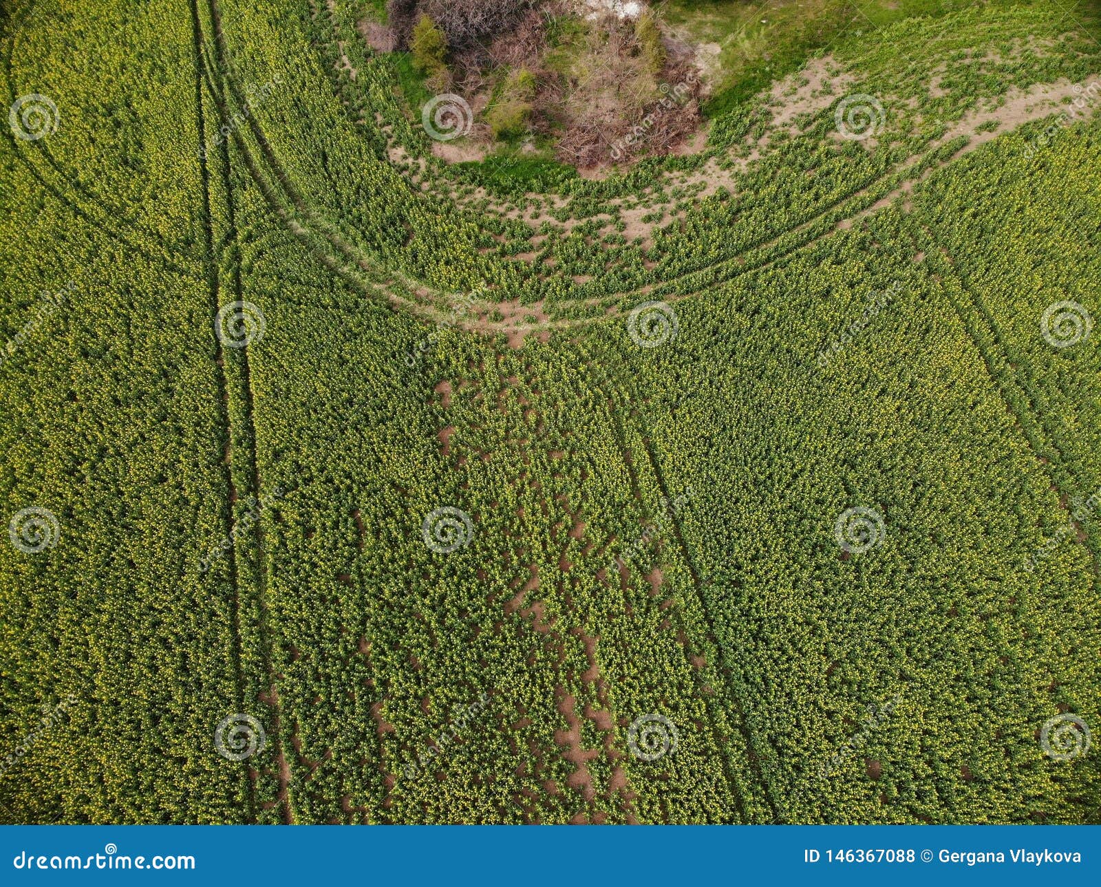 Drone Top View of Green Seed Fields Stock Photo - Image of aerial ...