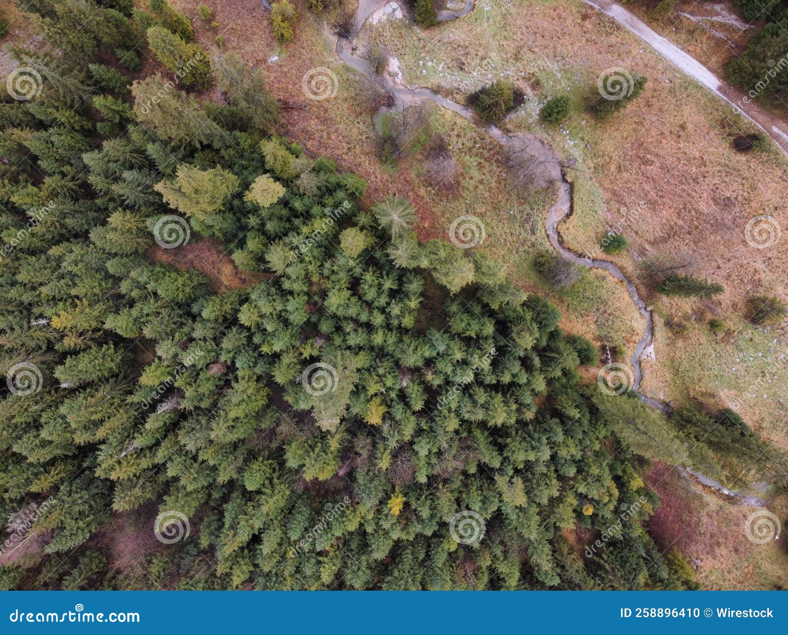 Aerial Top View of a Landscape of Fir Tree Forest Stock Photo - Image ...
