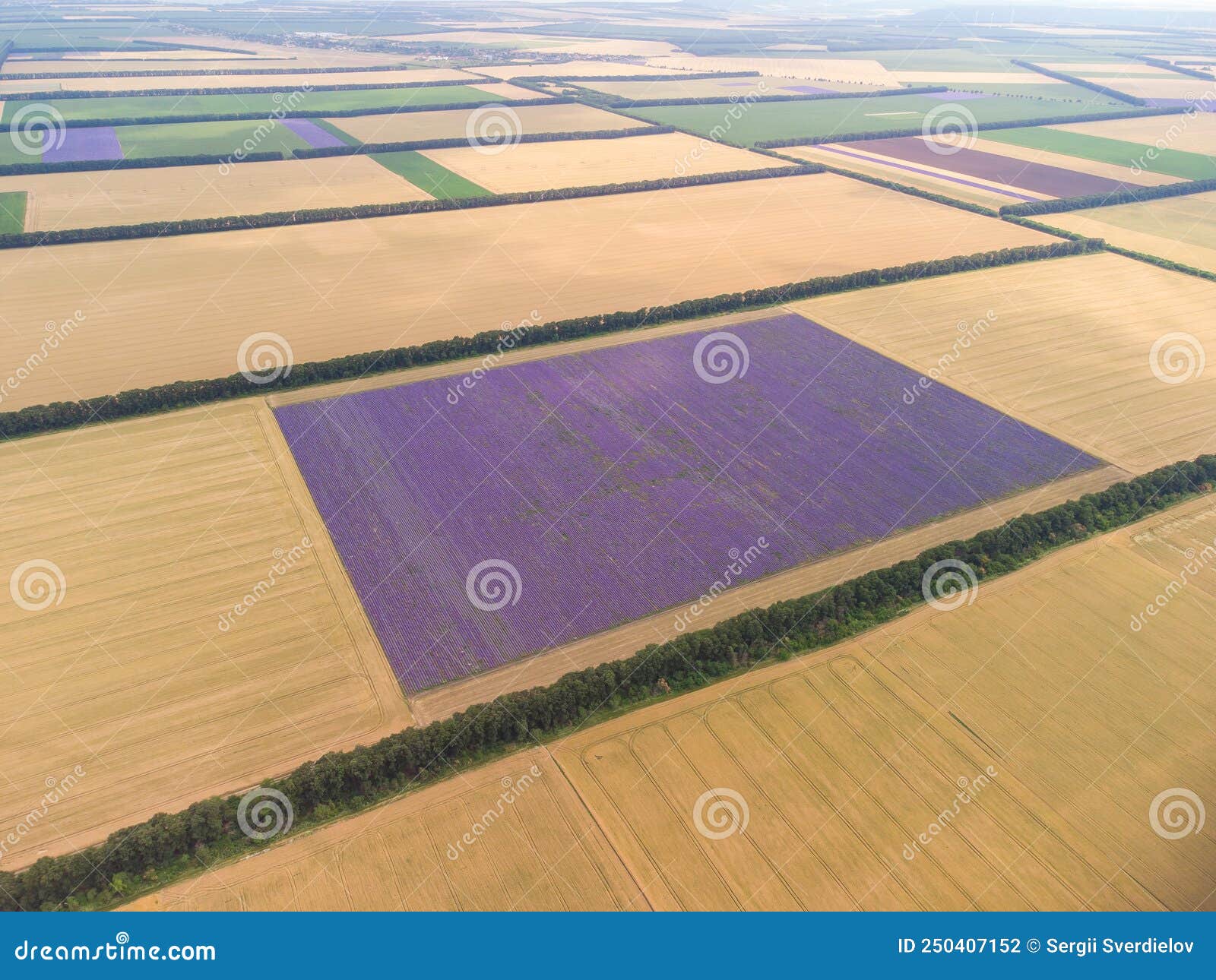 Aerial View of Lavender Field at Summer Day Stock Photo - Image of blue ...