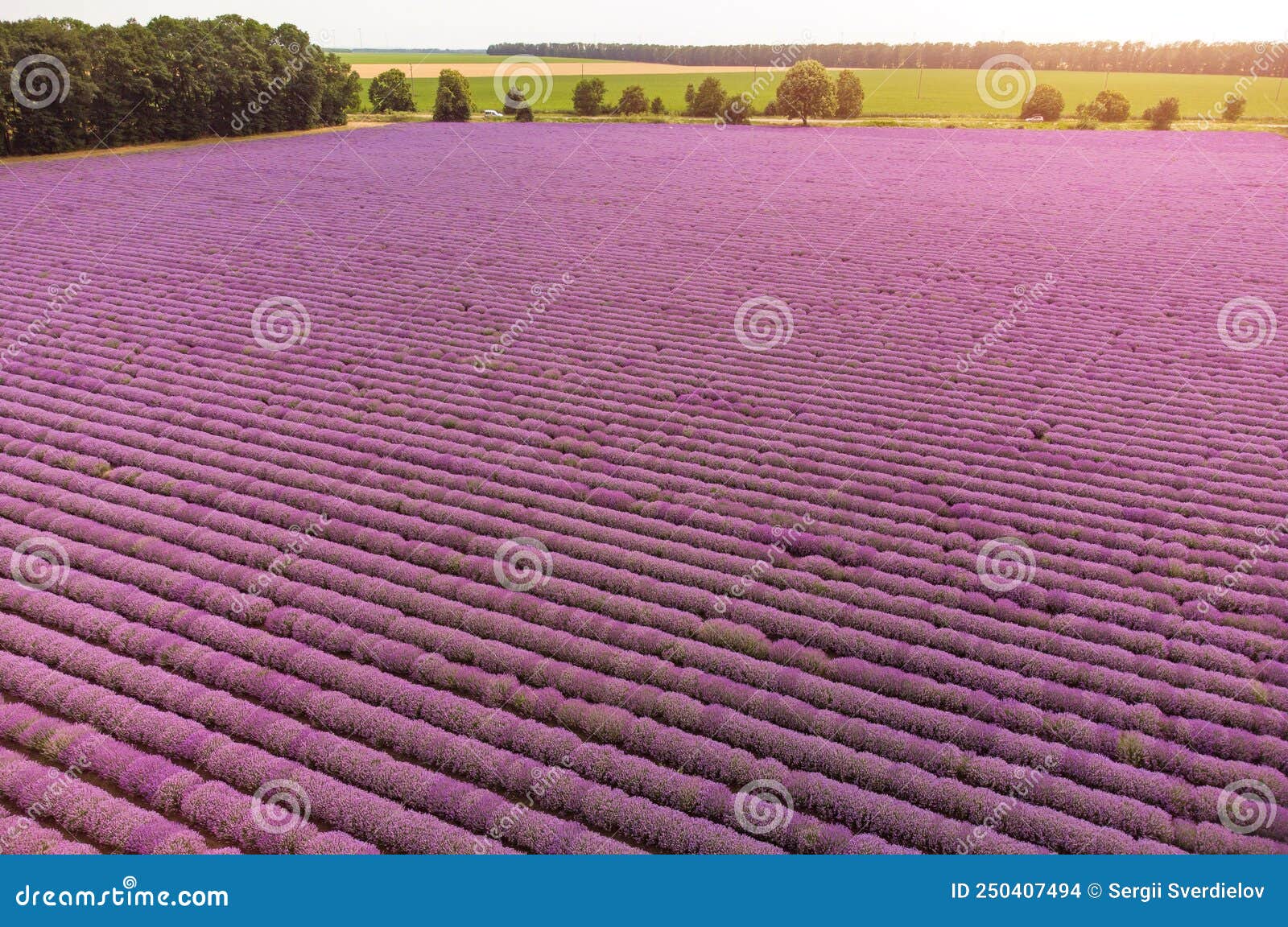 Aerial View of Lavender Field at Summer Day Stock Photo - Image of hill ...