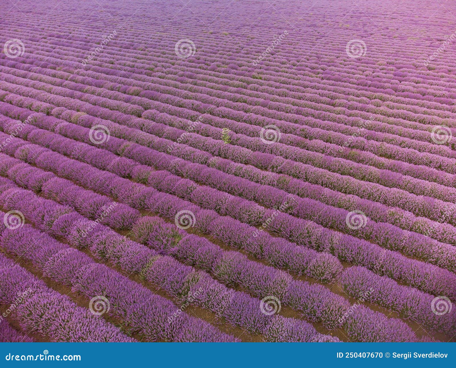 Aerial View of Lavender Field at Summer Day Stock Photo - Image of ...