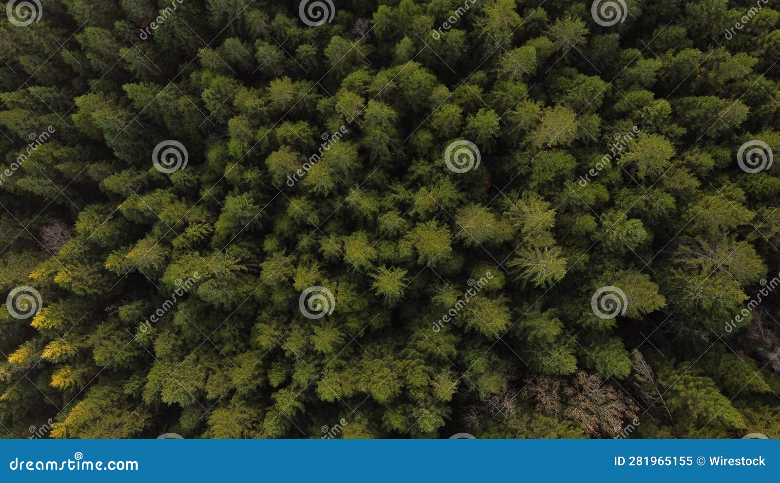Aerial Top View of a Lush Green Scottish Pine Forest Editorial Image ...