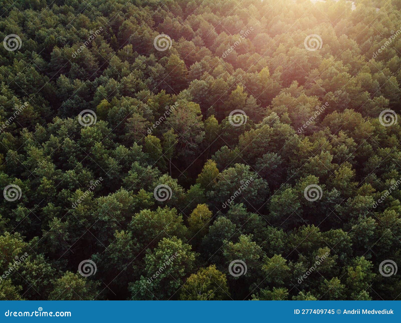 Aerial Top View of Mixed Forest Trees, Ecosystem and Healthy ...