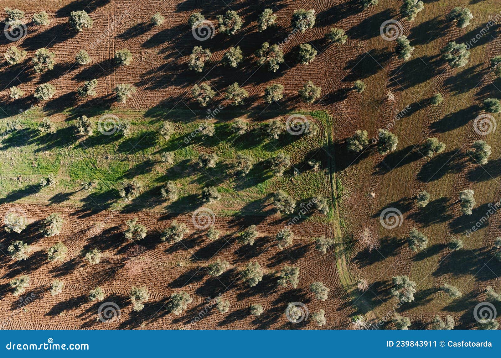 Aerial Top View of an Olive Field Stock Image - Image of flying, nature ...