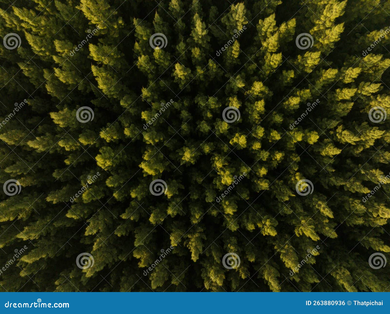 An Aerial Top View Pine Trees Forest with Sunset Scene. Stock Photo ...