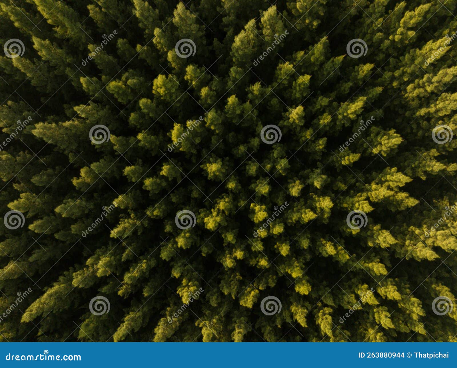 An Aerial Top View Pine Trees Forest with Sunset Scene. Stock Photo ...