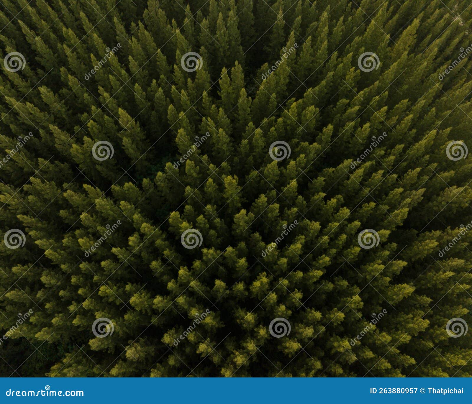 An Aerial Top View of Pine Trees Forest with Sunset Scene. Stock Image ...