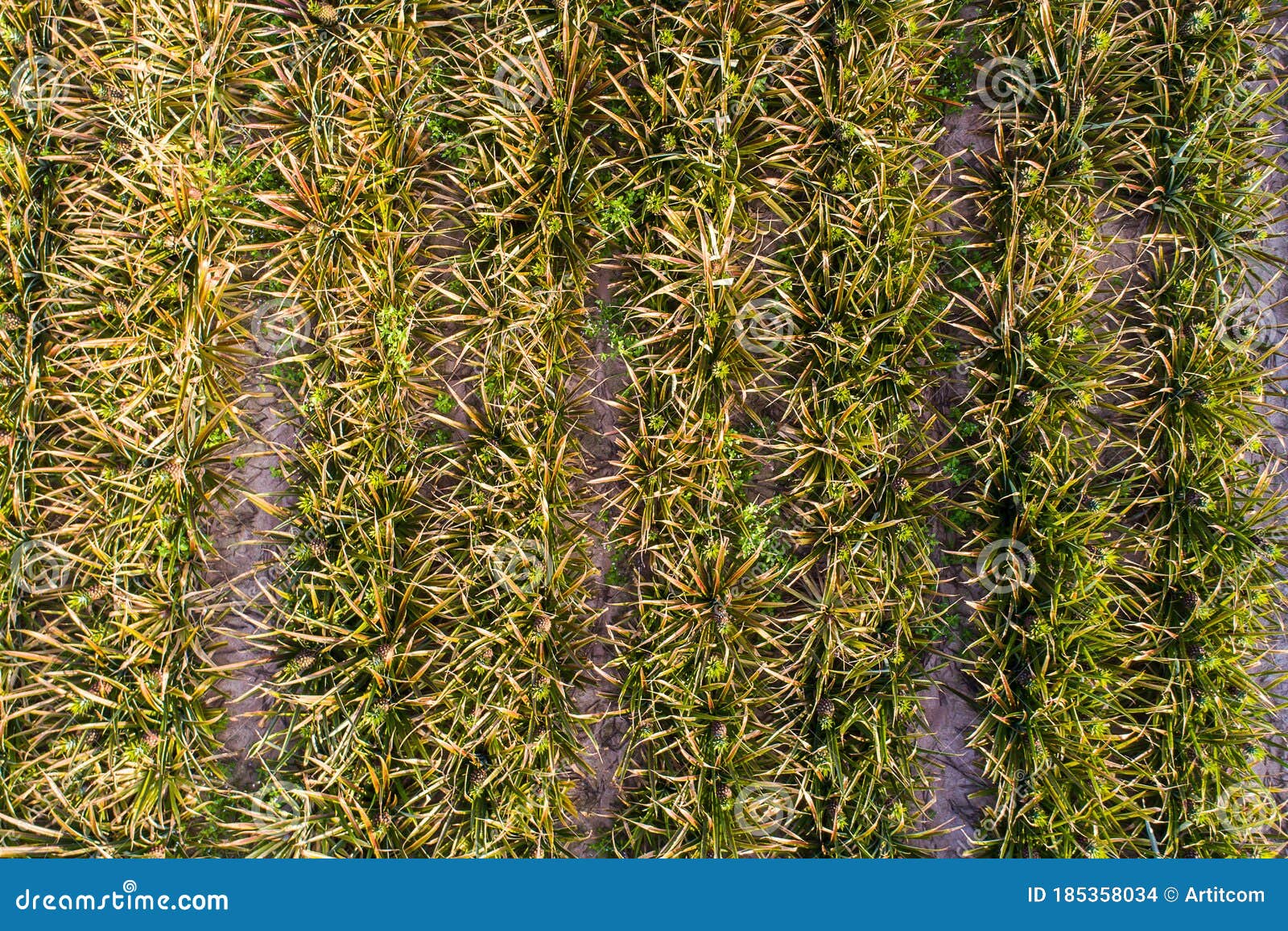 Aerial Top View Pineapple Plantation Stock Photo - Image of line ...