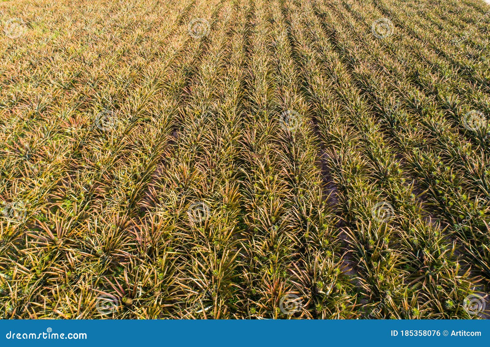 Aerial Top View Pineapple Plantation Stock Photo - Image of tropical ...