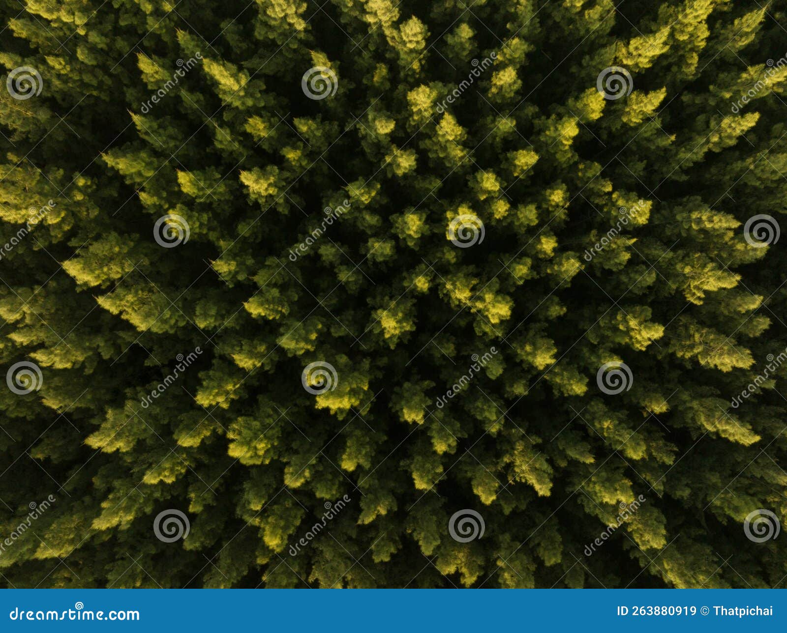 An Aerial Top View of the Road in Pine Trees Forest with Sunset Scene ...