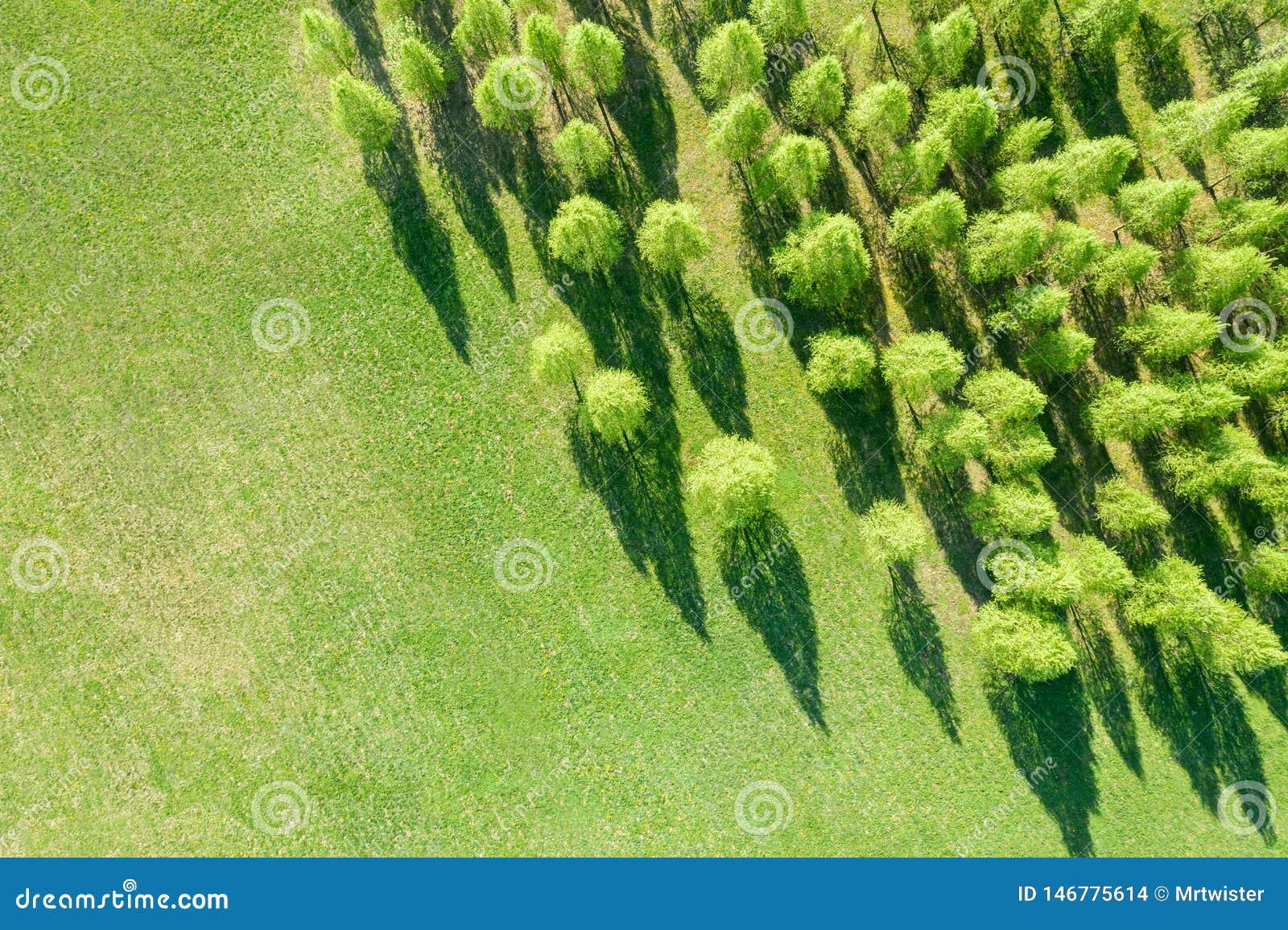 Aerial Top View of Spring Grove with Fresh Beech Green Trees Stock ...
