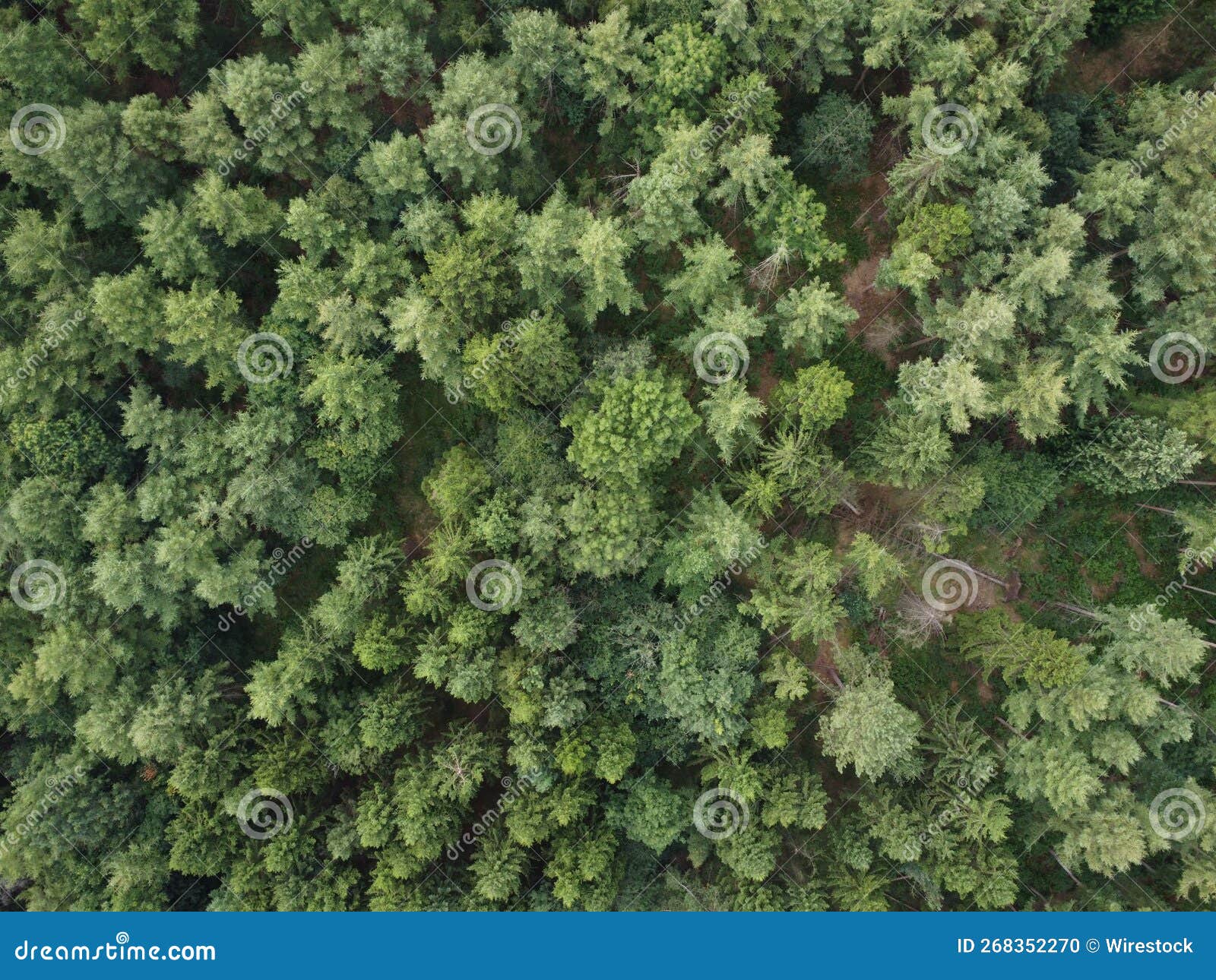 Aerial Top View of a Thick Pine Tree Forest Stock Photo - Image of ...