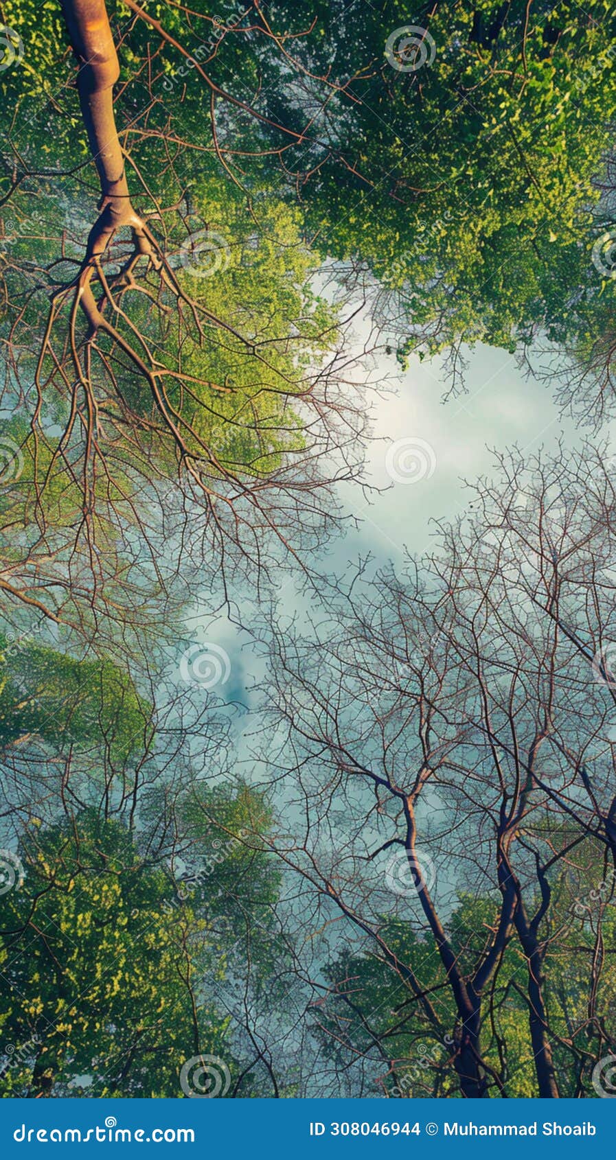 Aerial Tree View Creates Abstract Backdrop, Merging with Nature Stock ...