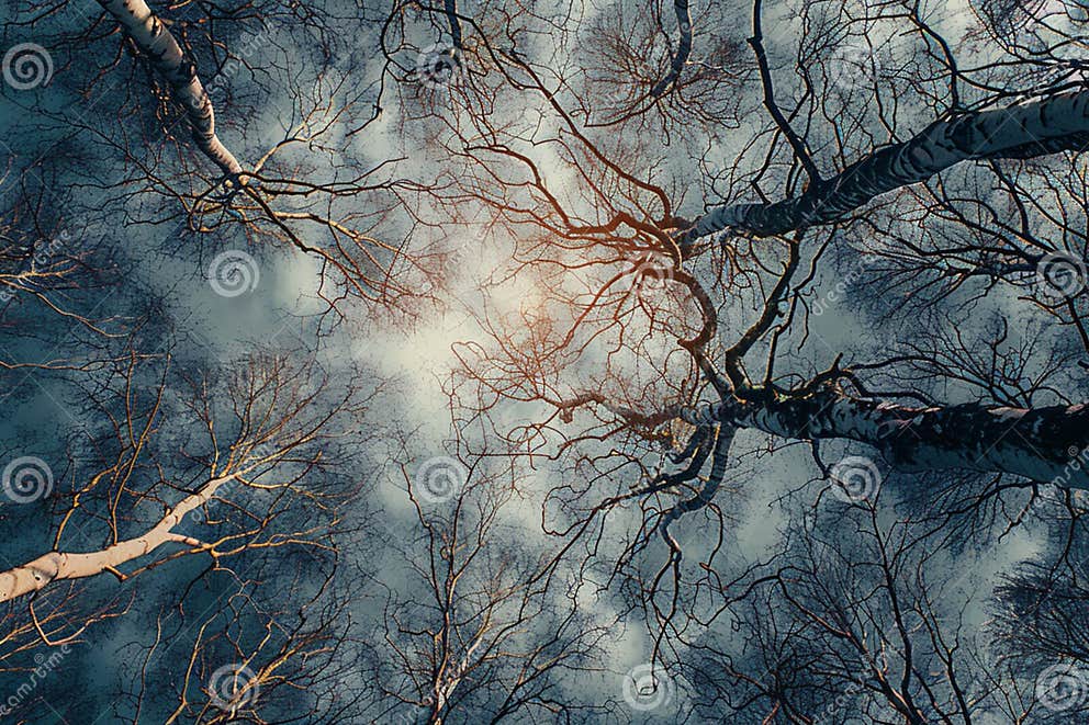 Aerial Tree View Creates Abstract Backdrop, Merging with Nature Stock ...