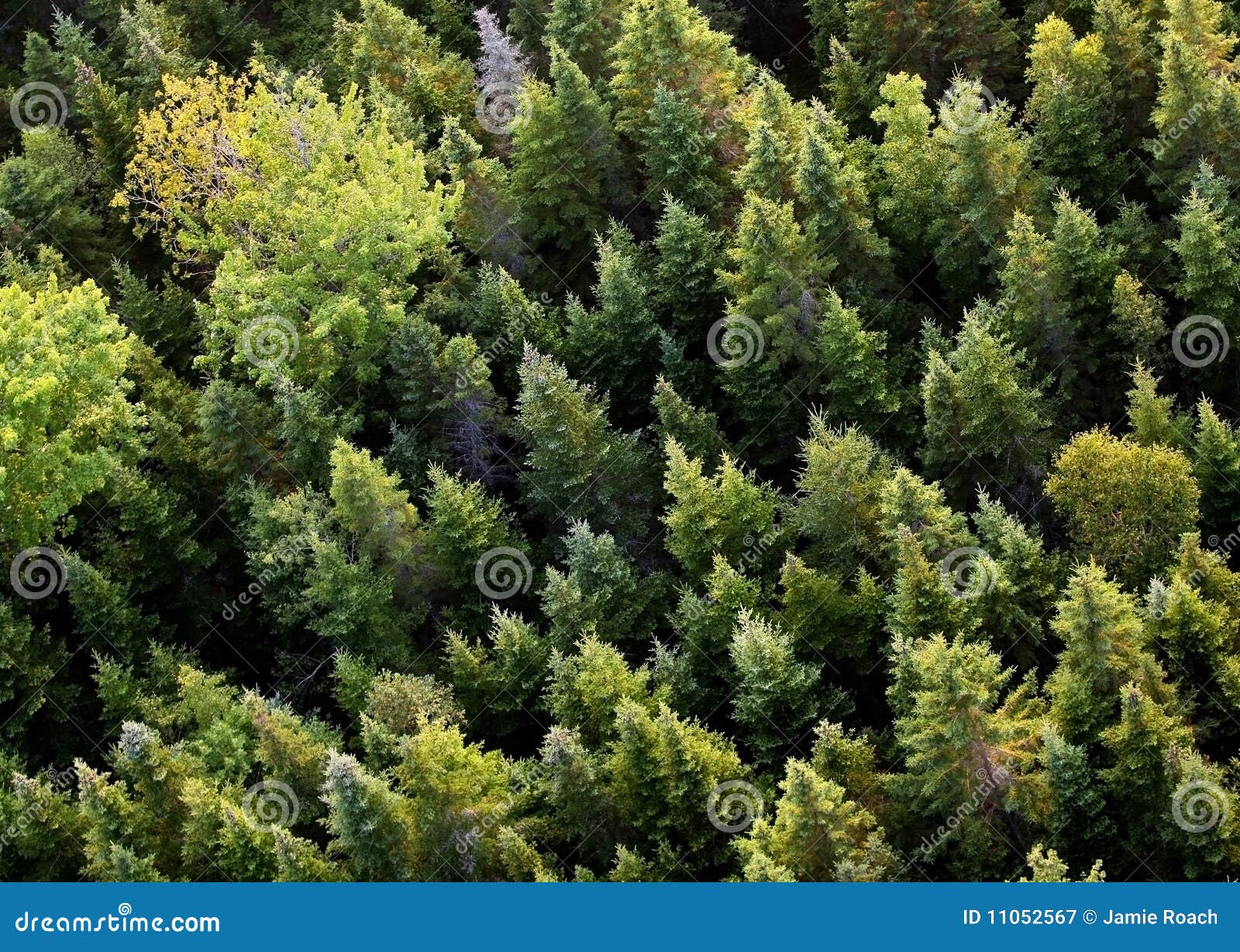 Aerial trees stock image. Image of nature, background - 11052567