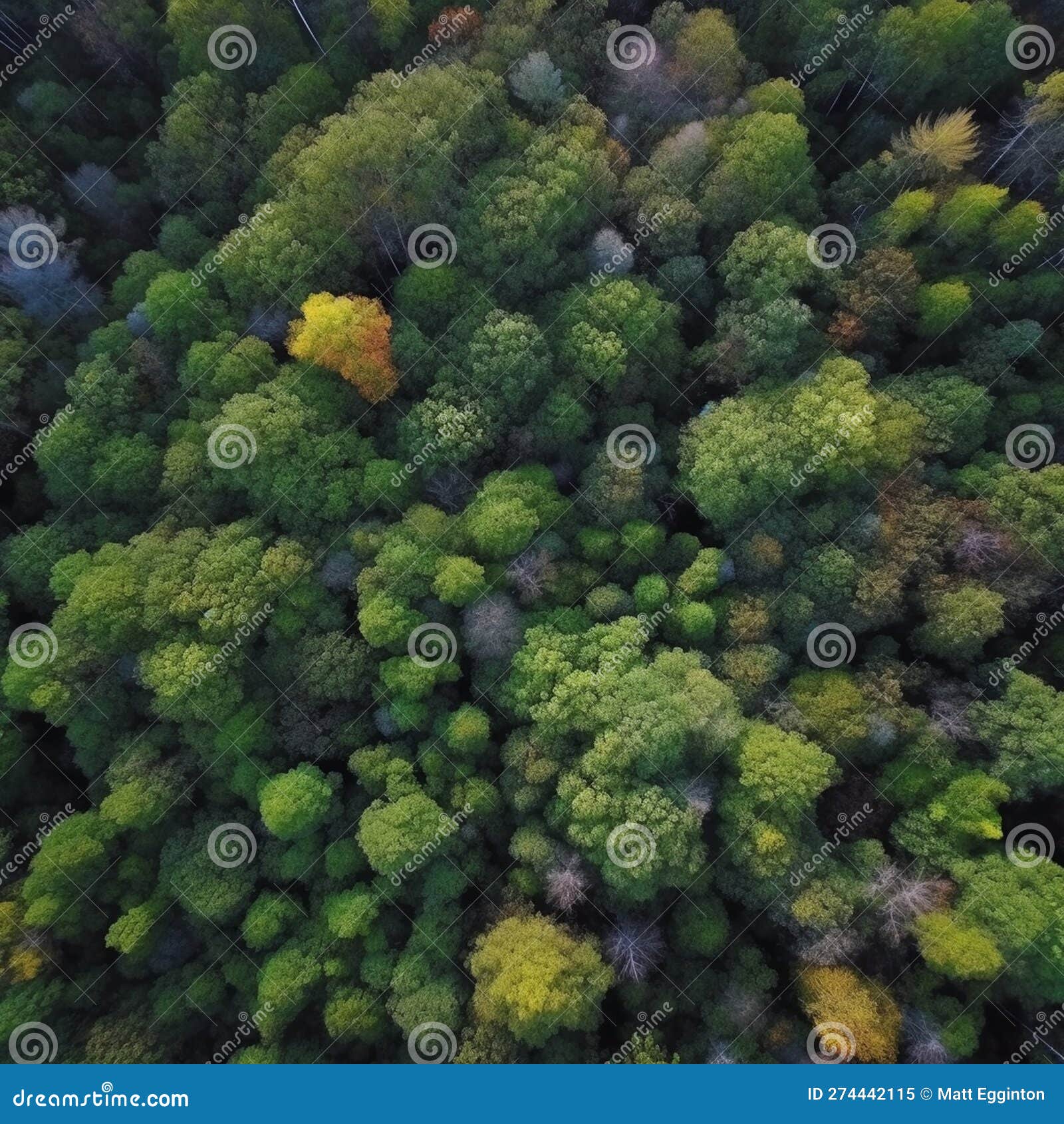 Aerial trees in a forest stock illustration. Illustration of wood ...