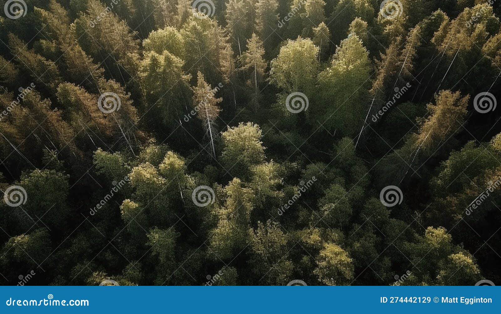 Aerial trees in a forest stock illustration. Illustration of season ...