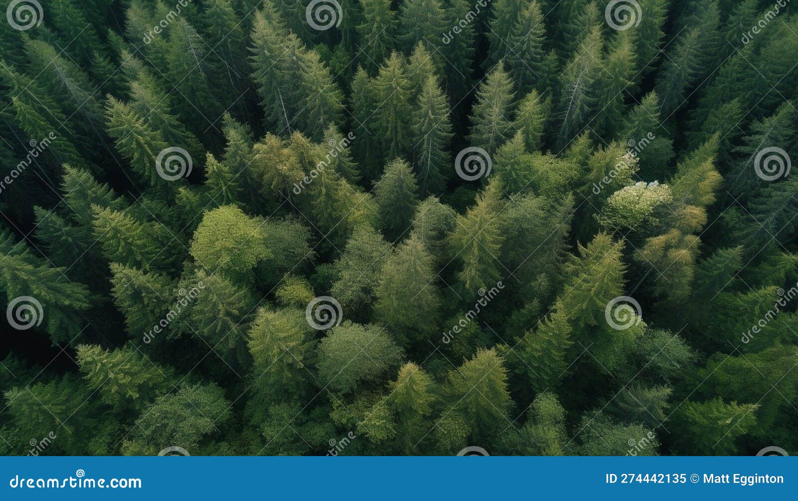 Aerial trees in a forest stock illustration. Illustration of natural ...