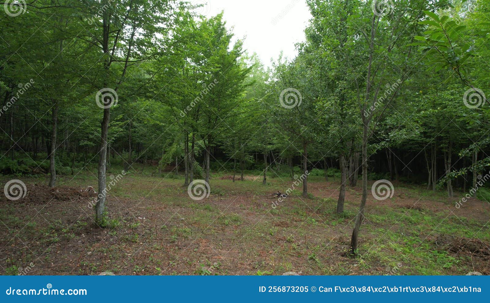 Aerial trees inside forest stock video. Video of point - 256873205