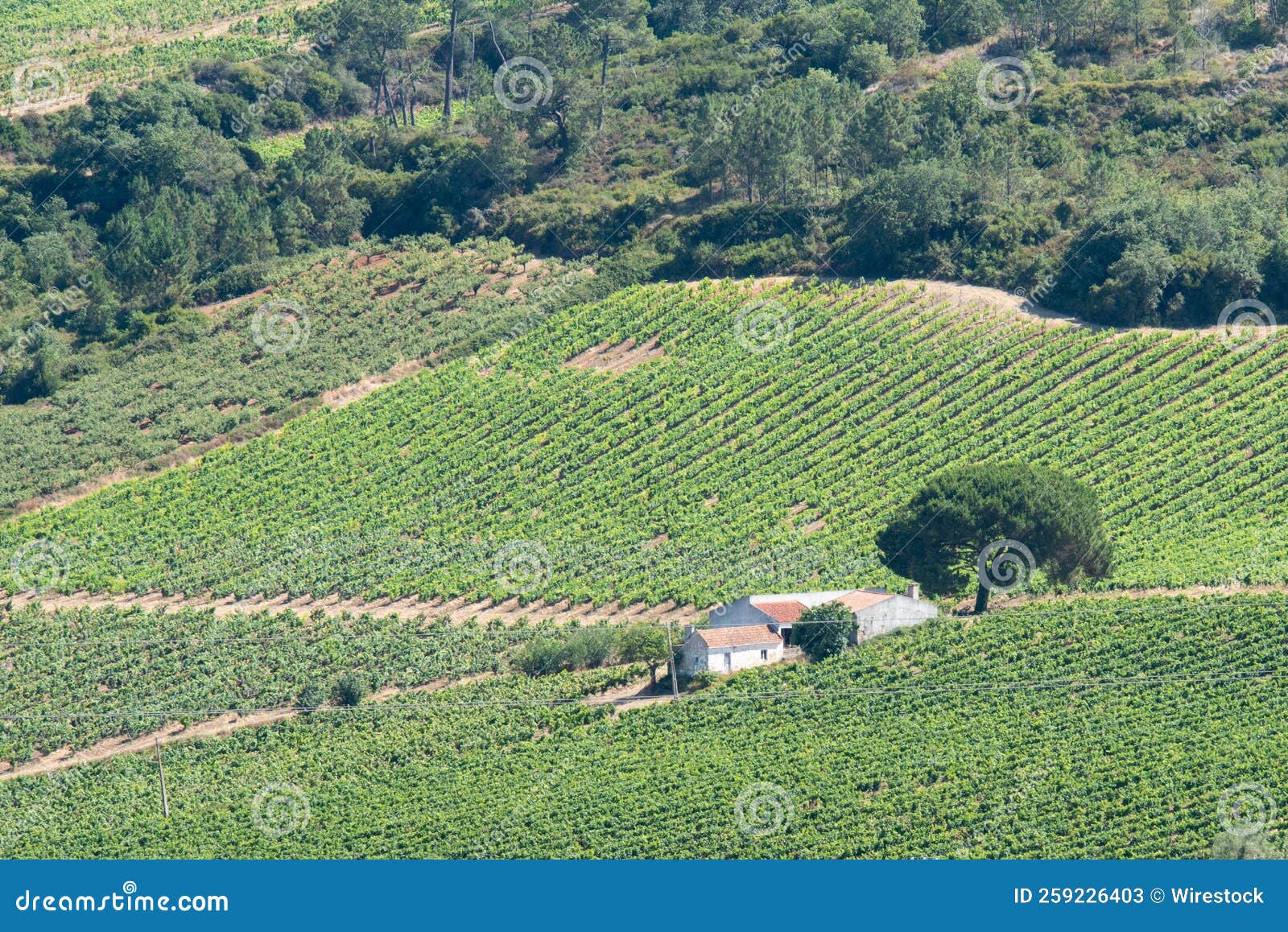 Aerial View of Agricultural Fields Vines Plantation Surrounded by Dense ...