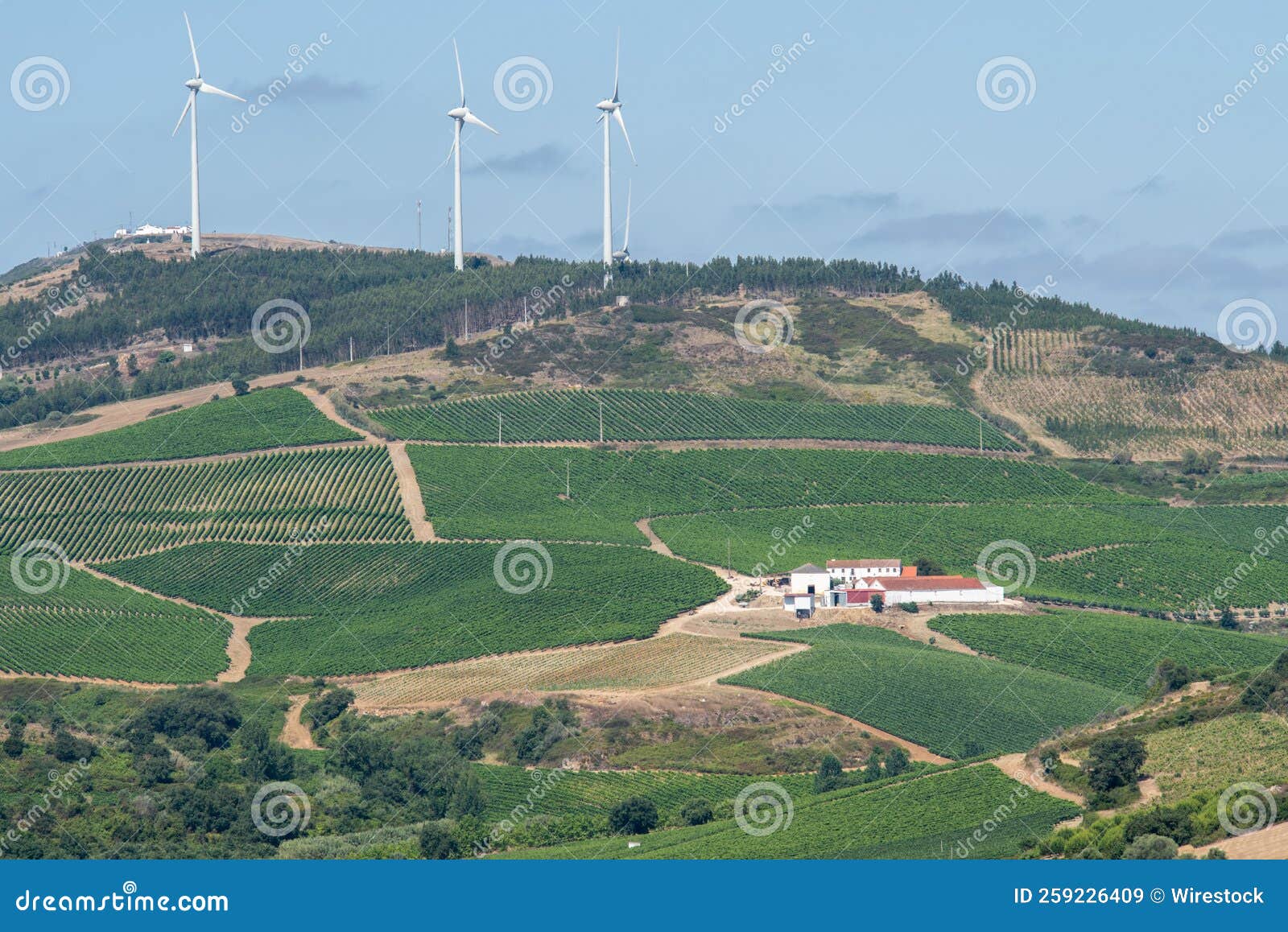 Aerial View of Agricultural Fields Vines Plantation Surrounded by Dense ...