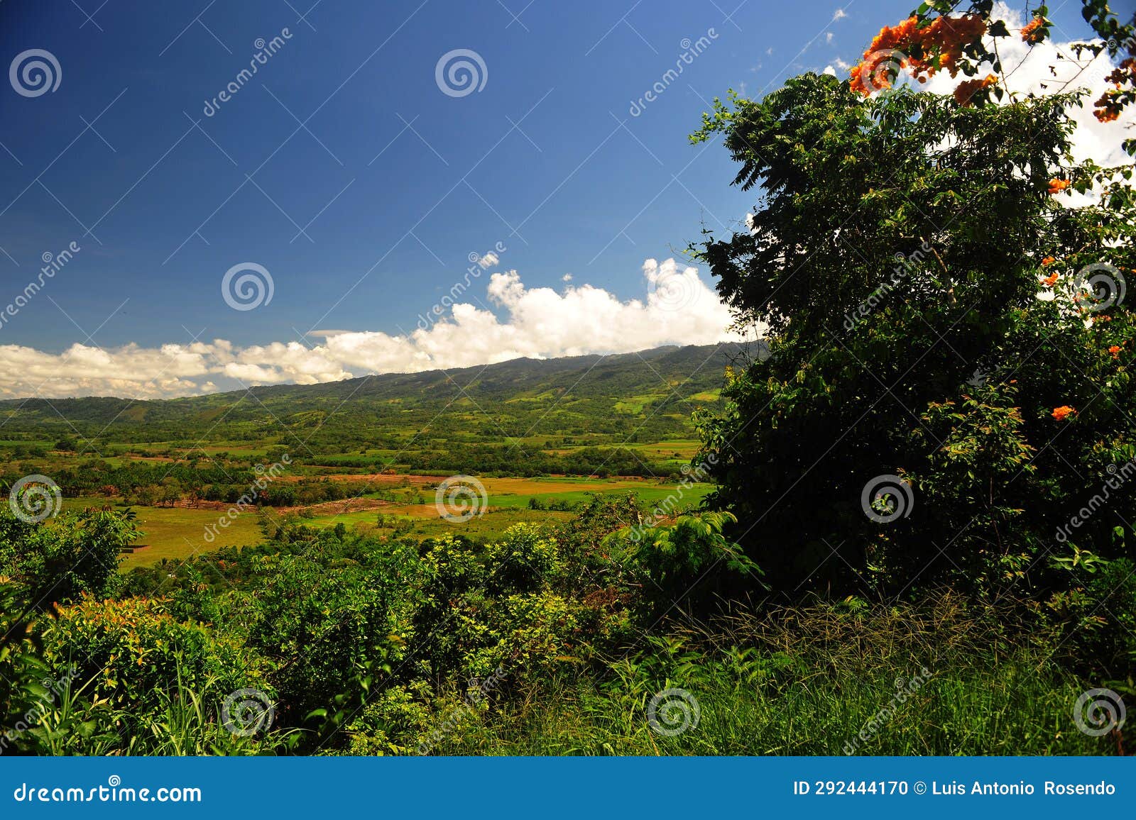 View of the Amazon Rainforest with Trees and Flowers Blue Sky Peru ...