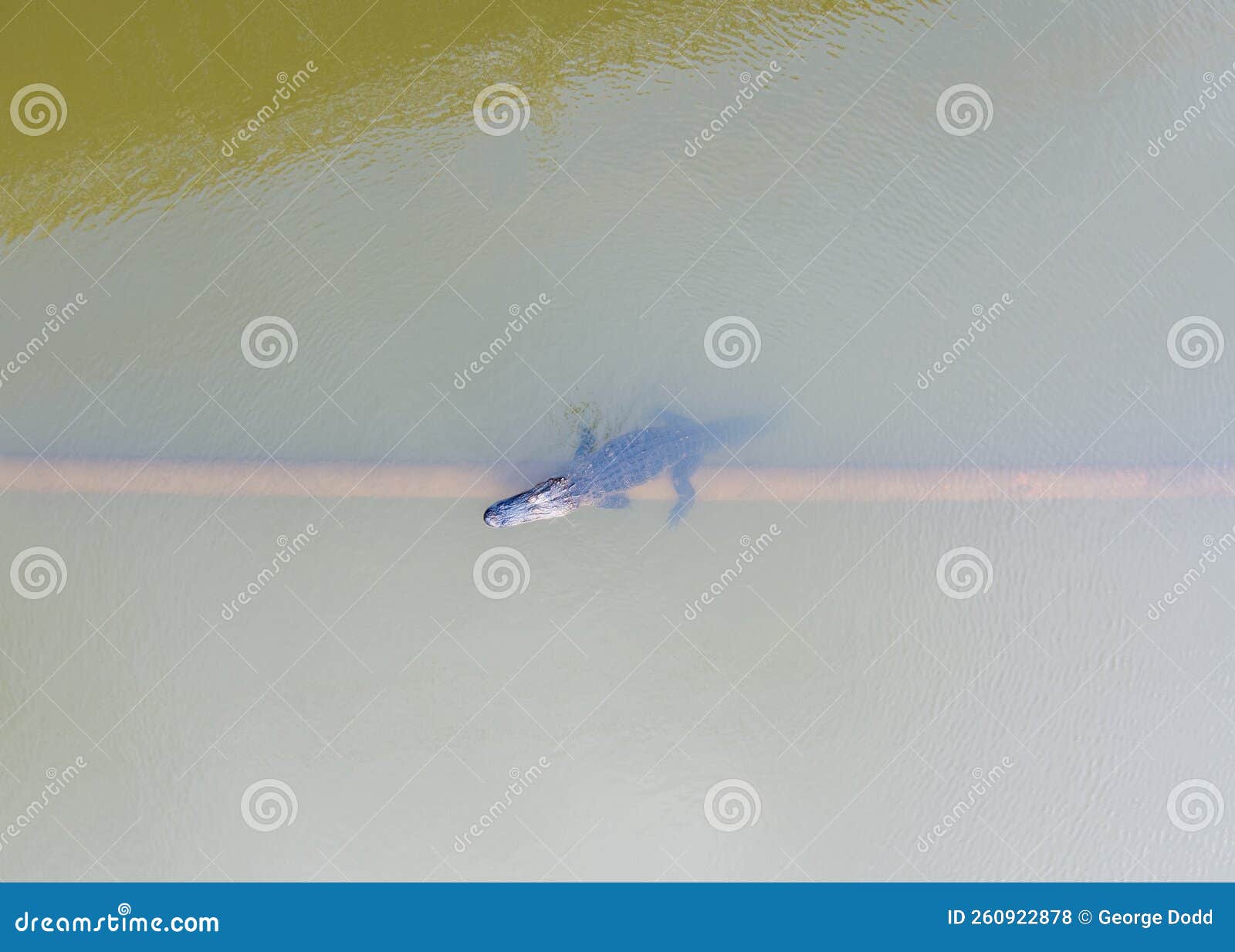 Aerial View of an American Alligator in Mobile Bay Stock Photo - Image ...