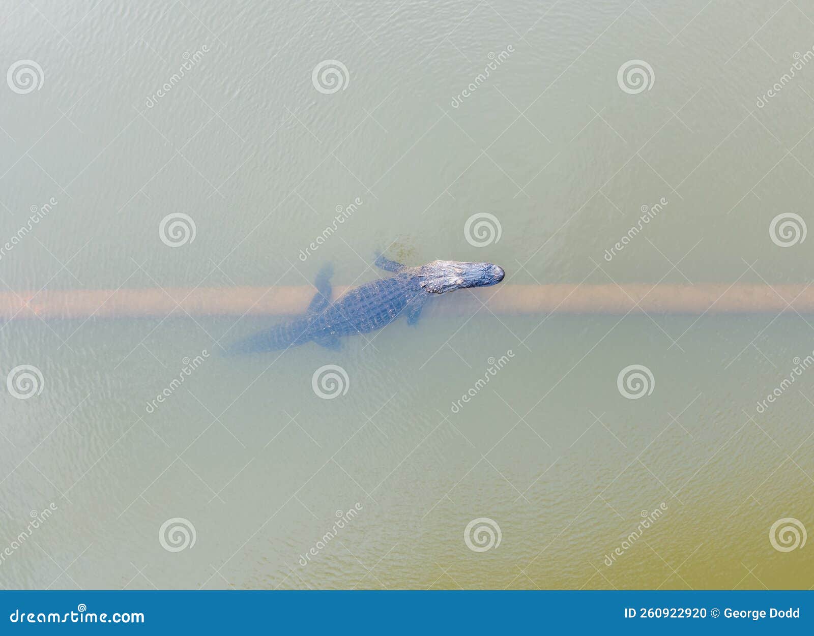 Aerial View of an American Alligator in Mobile Bay Stock Photo - Image ...