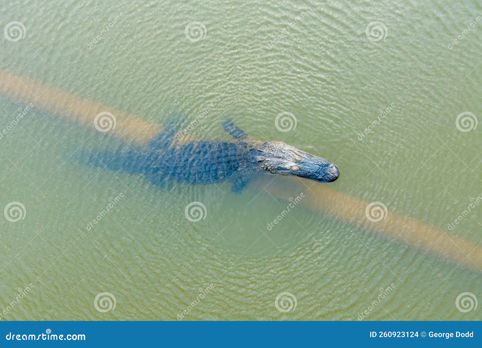 Aerial View of an American Alligator in Mobile Bay Stock Photo - Image ...