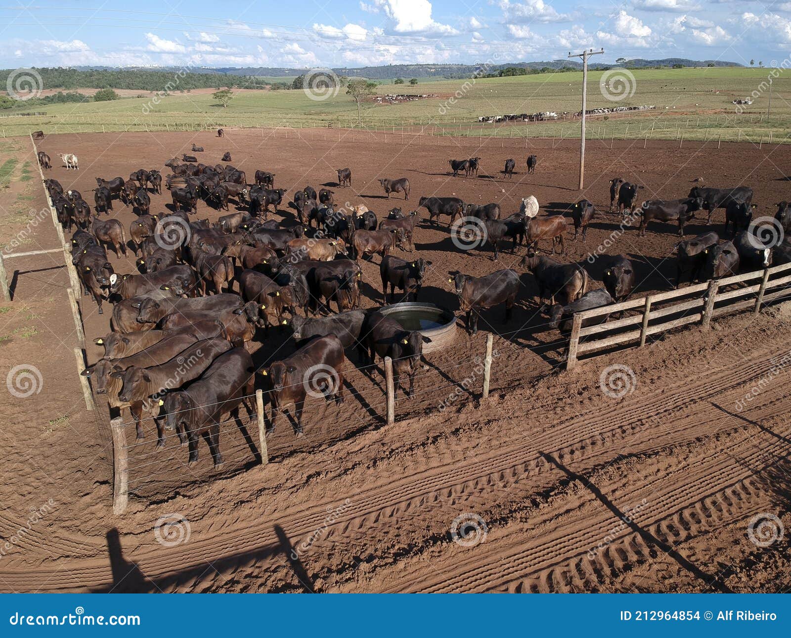 Aerial View of Angus Cattle on Confinement Stock Photo - Image of fence ...