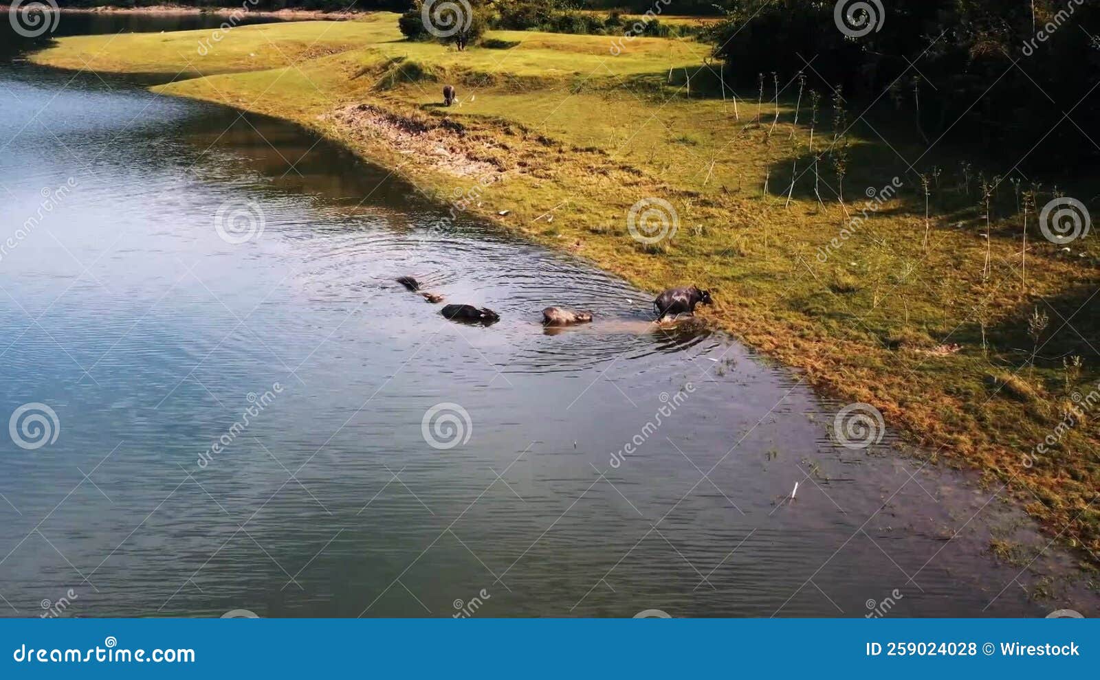 Aerial View of Animals Walking Out of the Lake Stock Footage - Video of ...