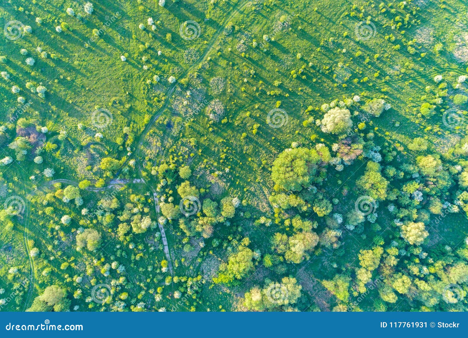 Aerial View on the Apple Orchard Stock Image - Image of outdoor ...