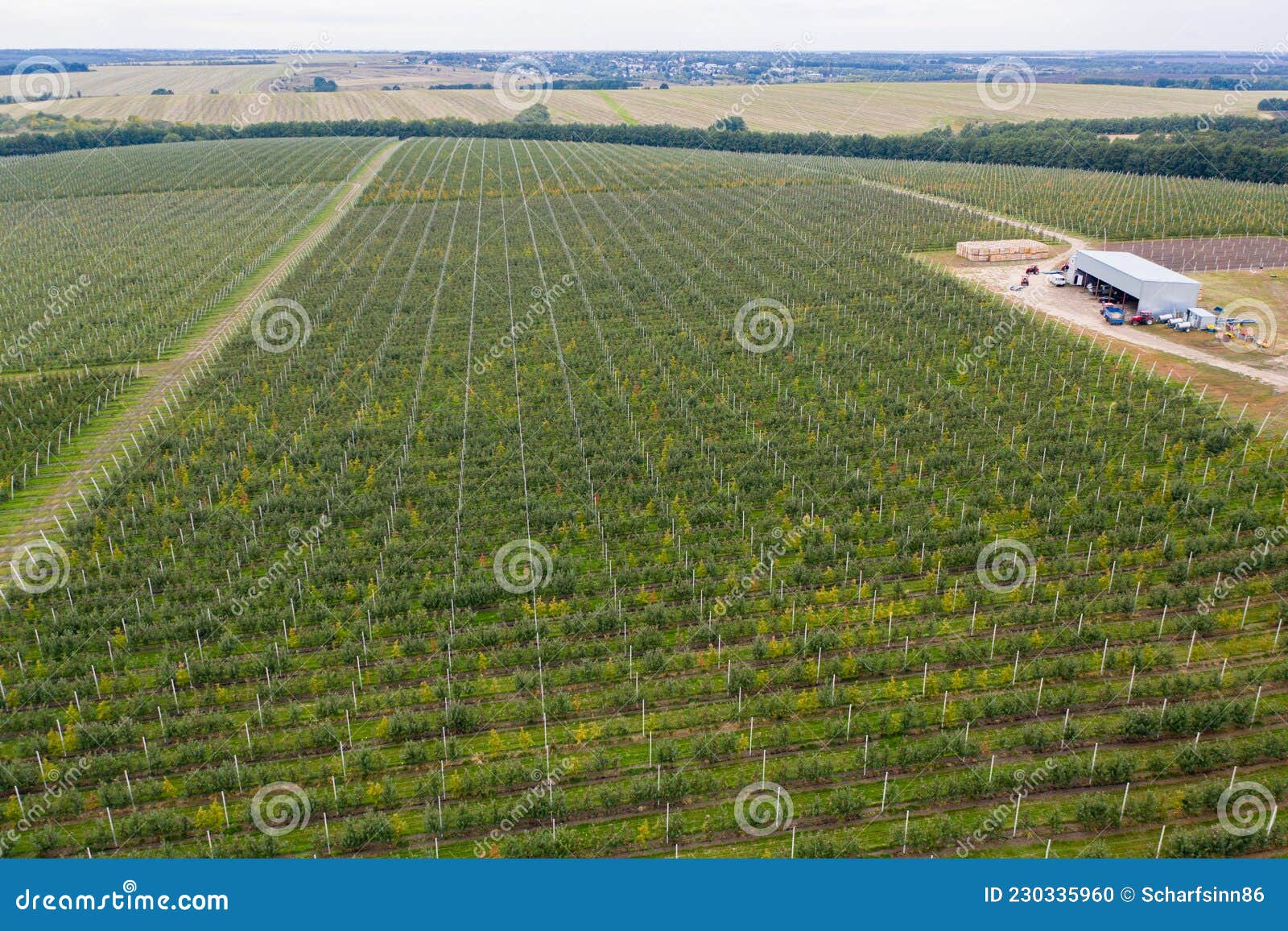 Aerial View of Apple Orchard Stock Photo - Image of garden, aerial ...