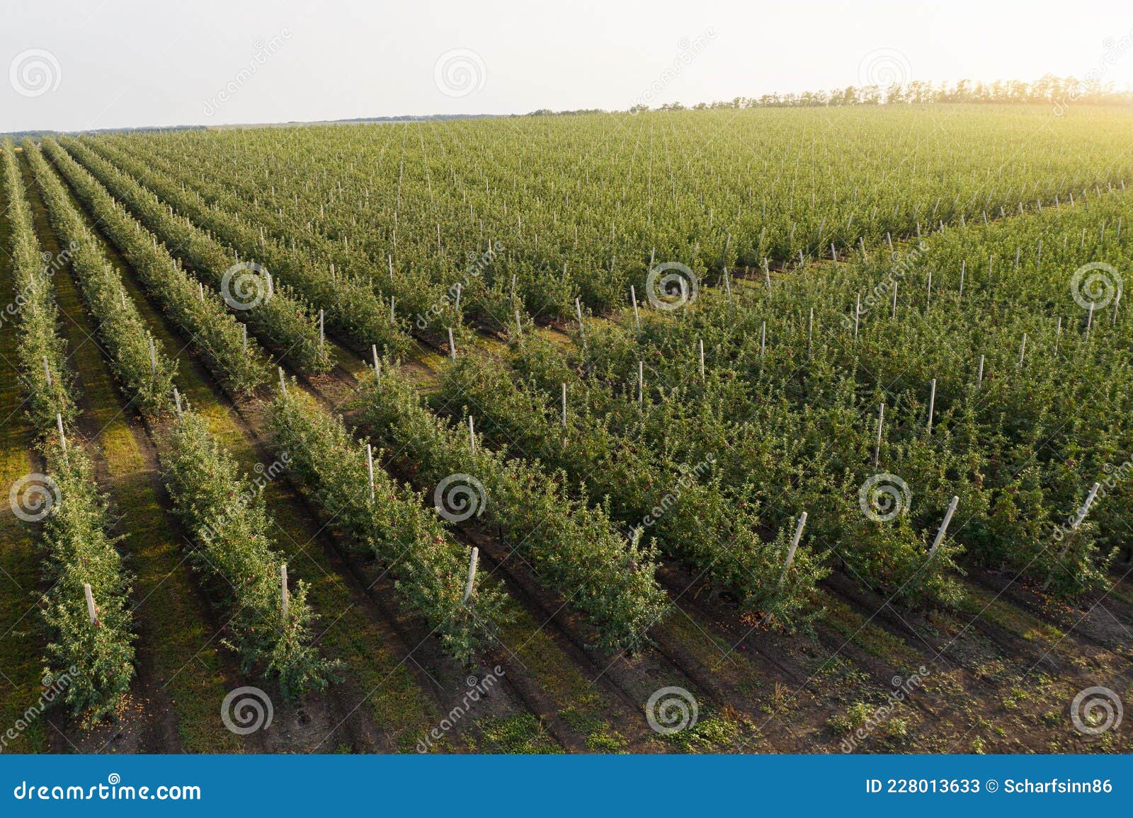 Aerial View of the Apple Orchard Stock Image - Image of harvesting ...