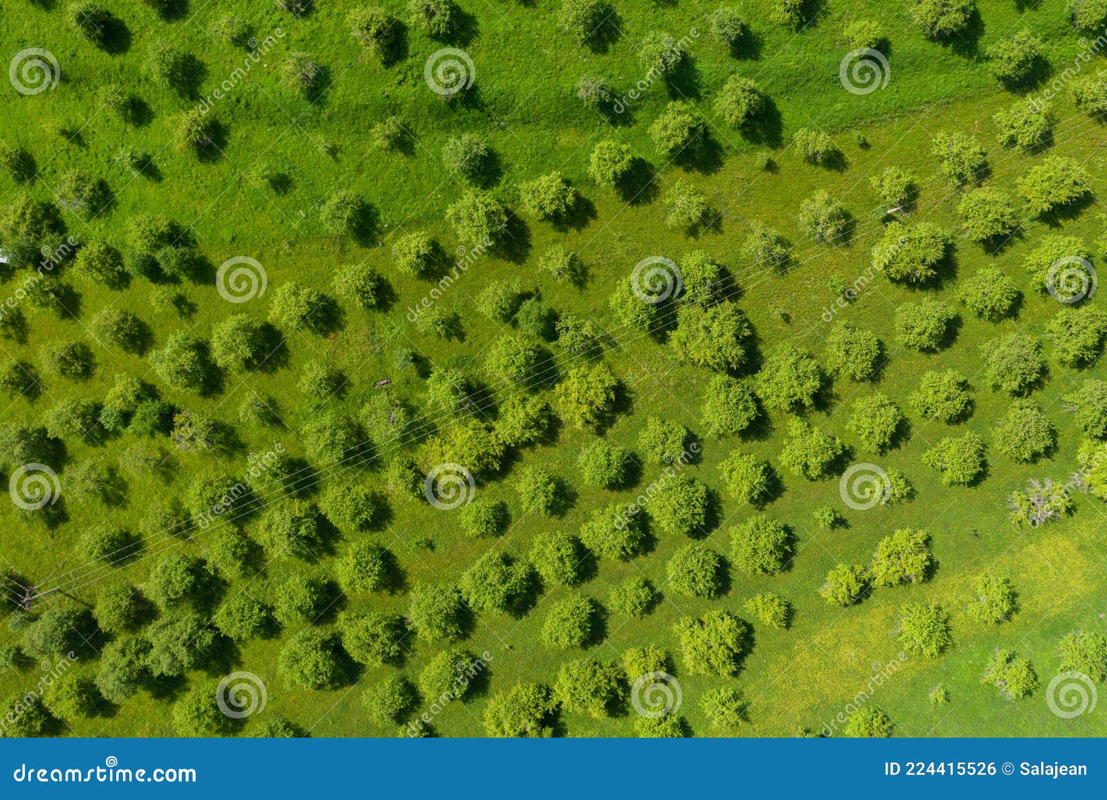 Aerial View of Apple Orchard. Vibrant Green Meadow and Trees in Rows ...