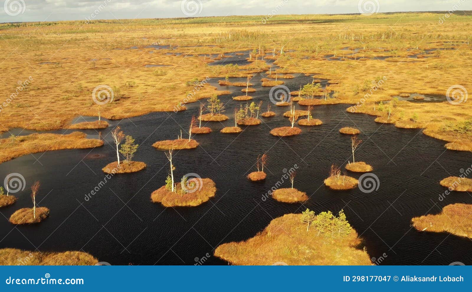 An Aerial View of an Autumn Bog in Yelna, Belarus, Autumn. Ecosystems ...