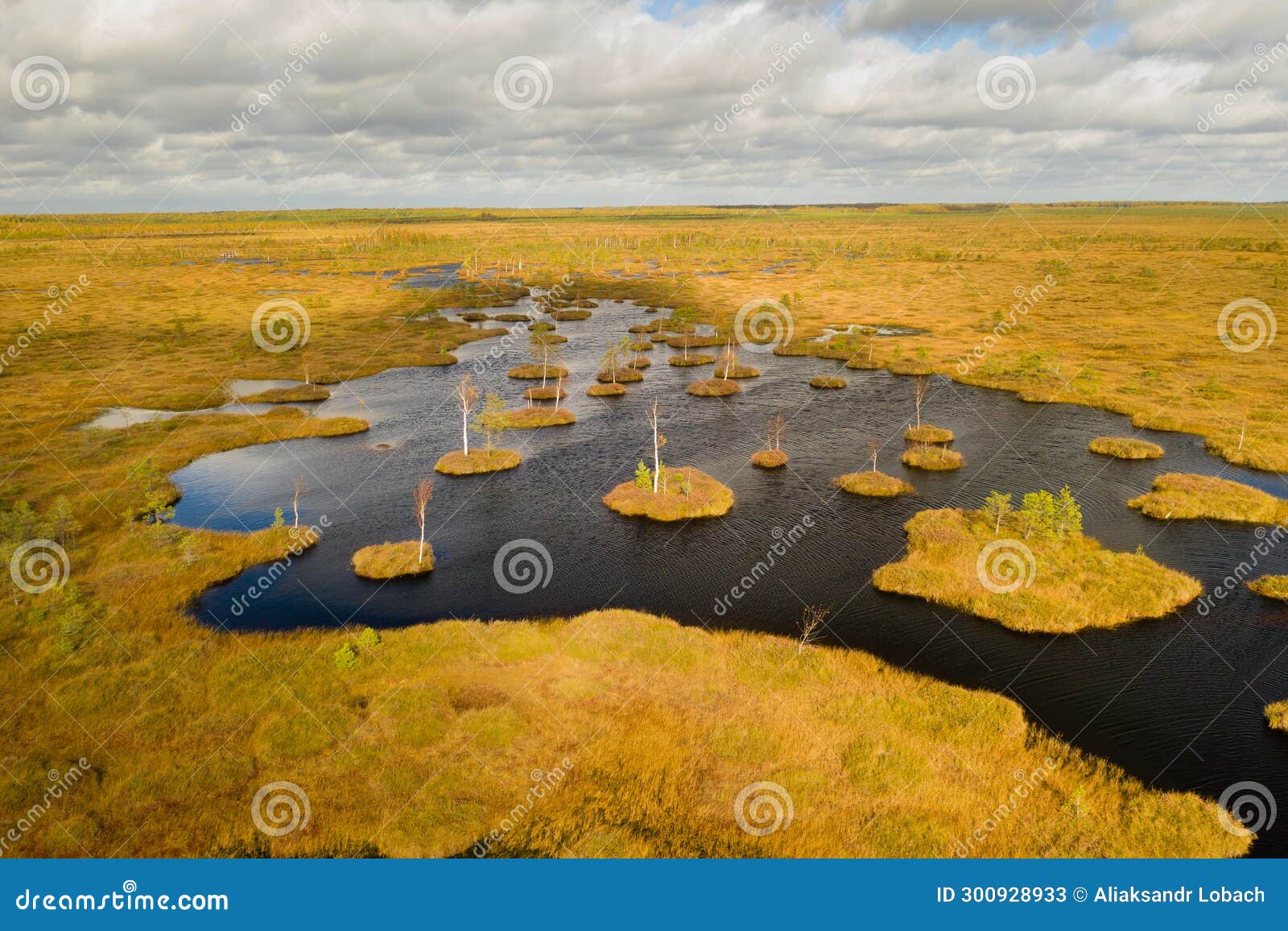 An Aerial View of an Autumn Bog in Yelnya, Belarus, Autumn. Ecosystems ...