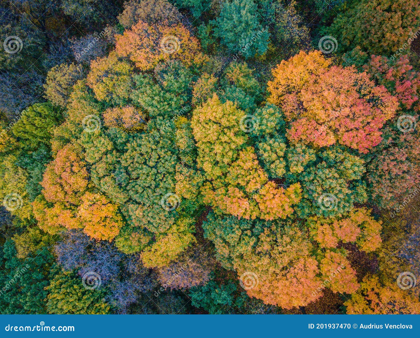 Aerial View of Autumn Colors in the Forest Stock Photo - Image of high ...