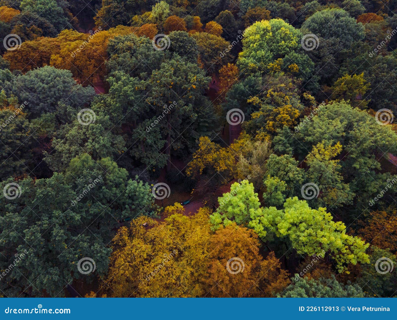 Aerial View of Autumn Forest Stock Image - Image of nature, leaf: 226112913