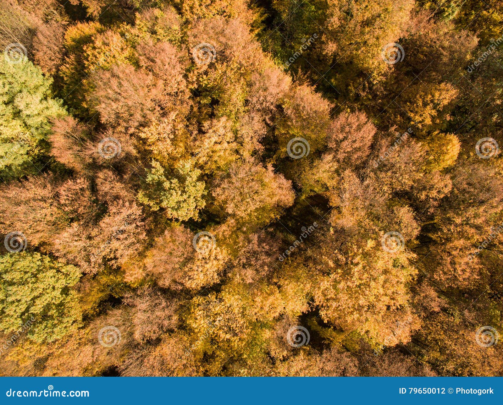 Aerial View of Autumn Forest Stock Photo - Image of colorful, drone ...