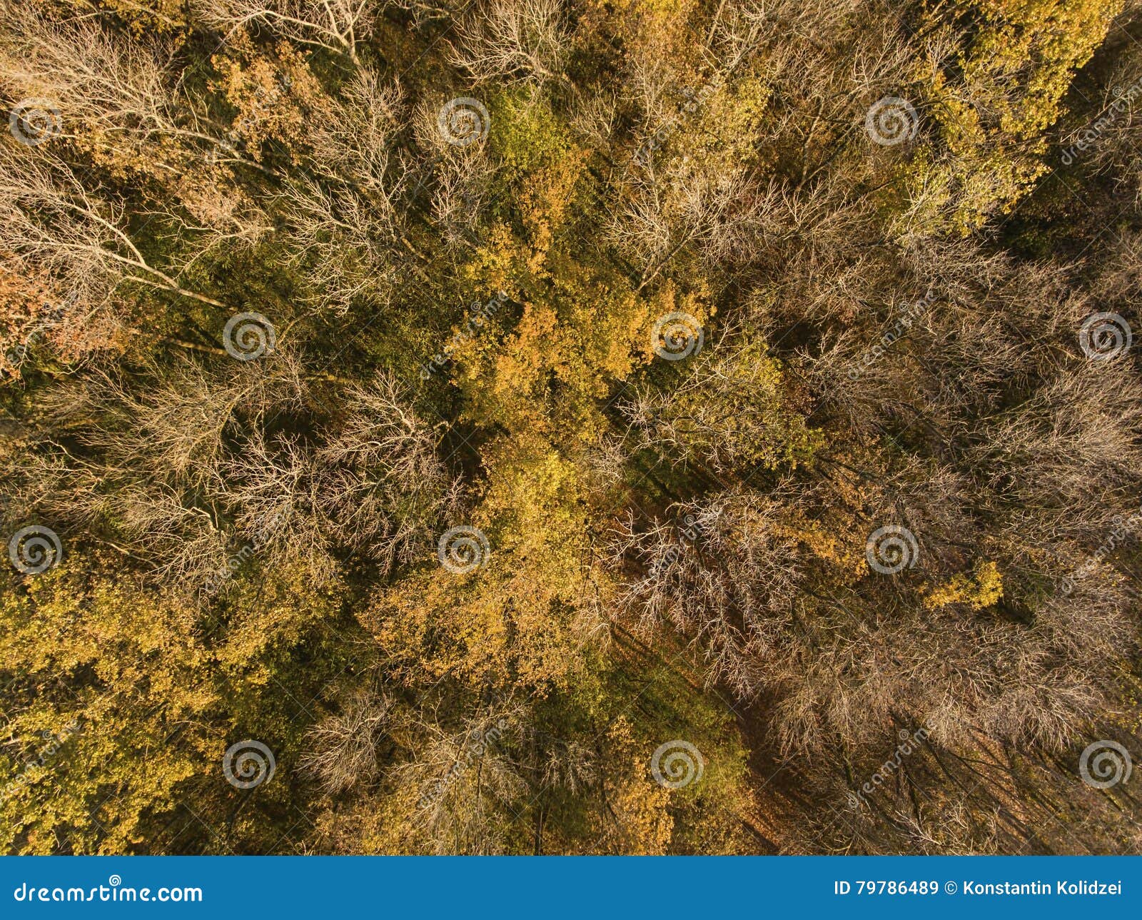 Aerial View of Autumn Forest. Stock Image - Image of garden, aerial ...