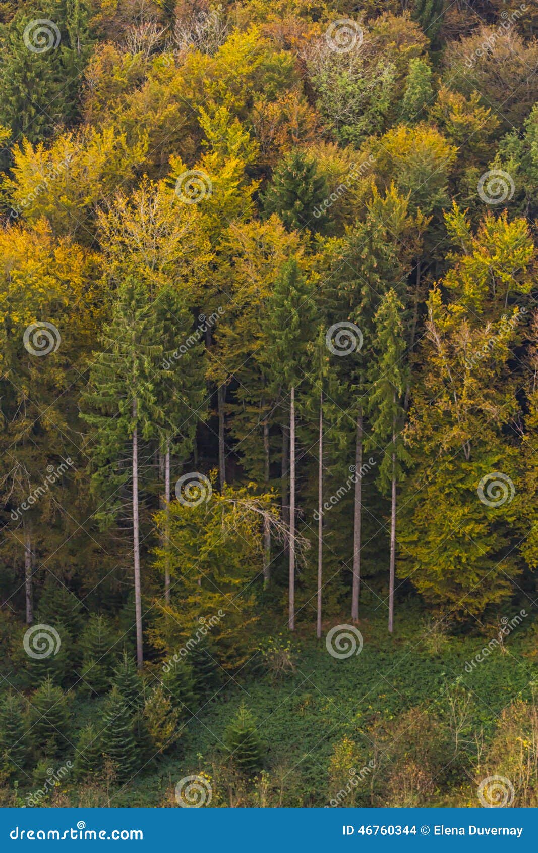 Aerial View of Autumn Trees Stock Photo - Image of fall, nature: 46760344