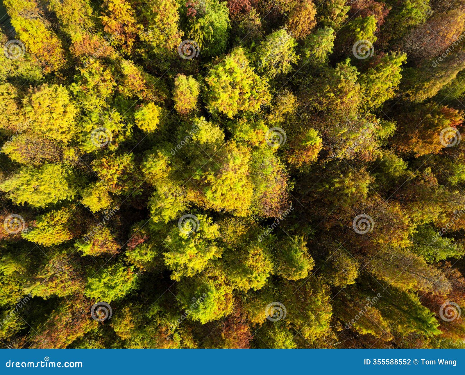 A Bald Cypress, Taxodium Distichum And A Dawn Redwood, Metasequoia ...